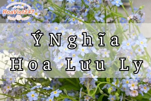 Ý nghĩa hoa lưu ly: ý nghĩa, màu sắc, dịp tặng